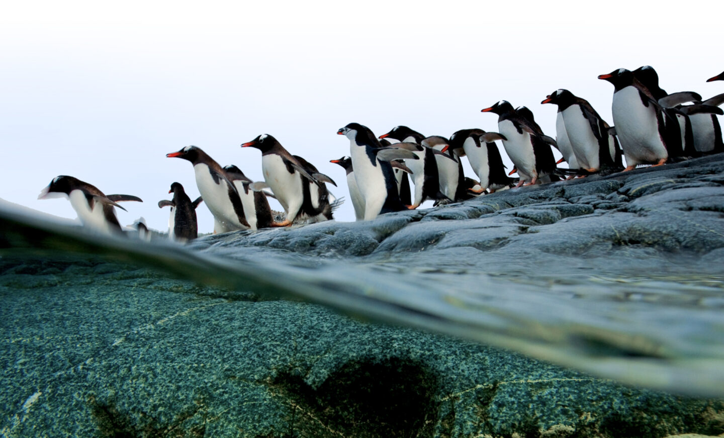 South Georgia and South Sandwich Islands | SeaLegacy