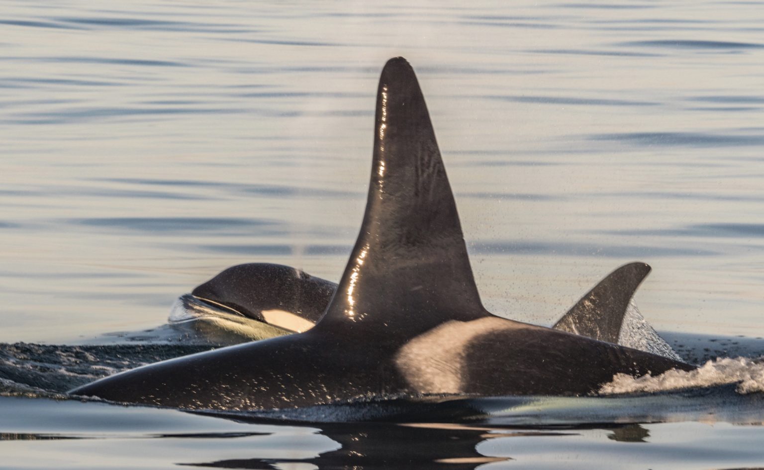 The Invisible Problem Endangering Orcas in the Pacific Northwest ...
